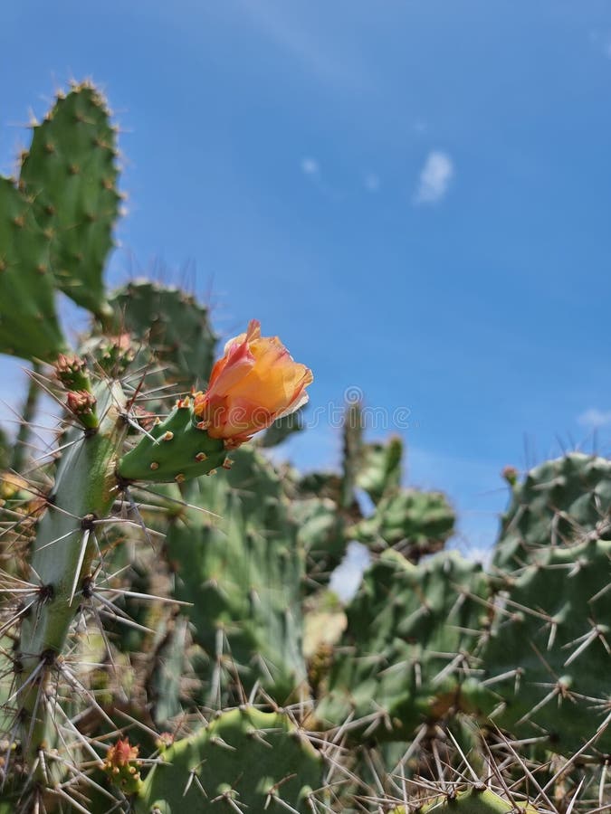 Cactus Flower that Blooms in Summer Stock Image - Image of thorns ...