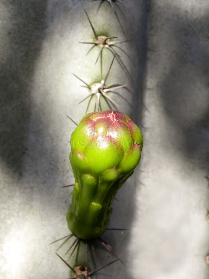 Cactus flower bud stock photo. Image of rocks, thorny - 67644688