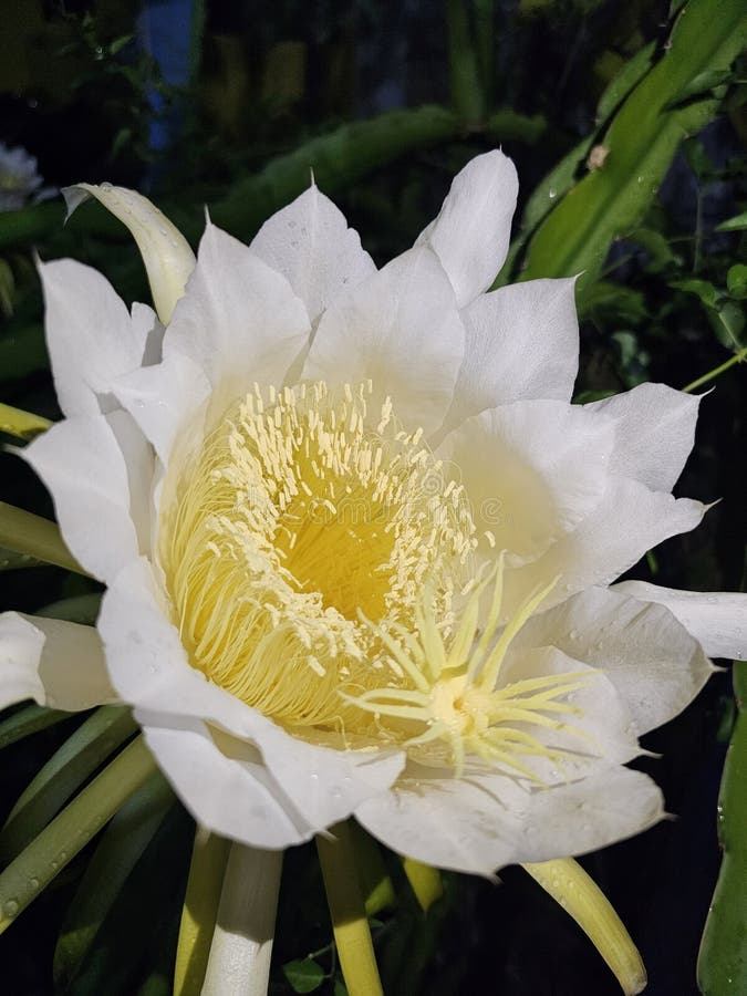 Cactus Flower Called Night Lady Stock Image - Image of lily, yellow ...