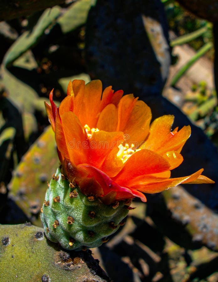 Cool Cactus Wearing Sunglasses Stock Image - Image of wearing, beaten ...