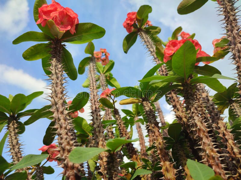 The Cactus Flower Group is Red in Daylight. Pulled from a Low Enggel ...