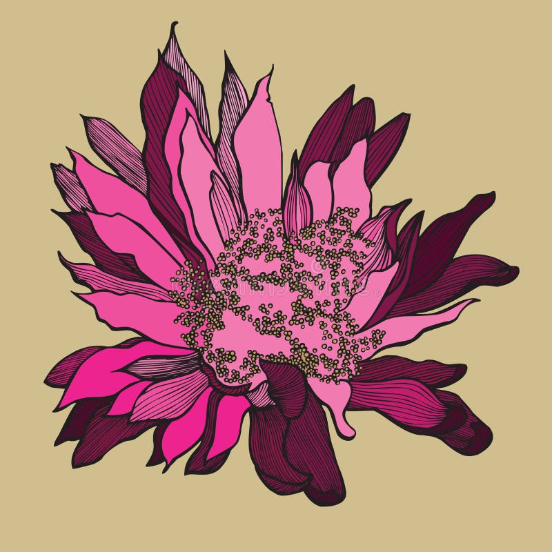 Cactus Flower, Hand-drawing. Vector Illustration. Stock Vector ...