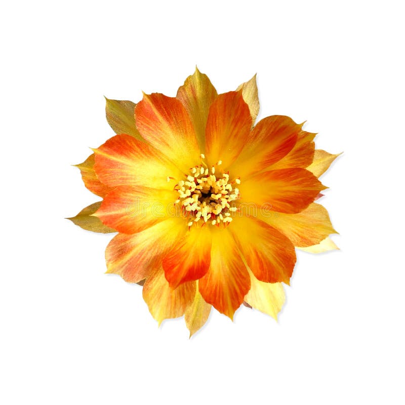 Cactus Flower Isolate on White Background Stock Photo - Image of flower ...