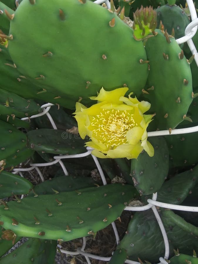 Cactus flower native stock image. Image of flower, thistle - 222671345