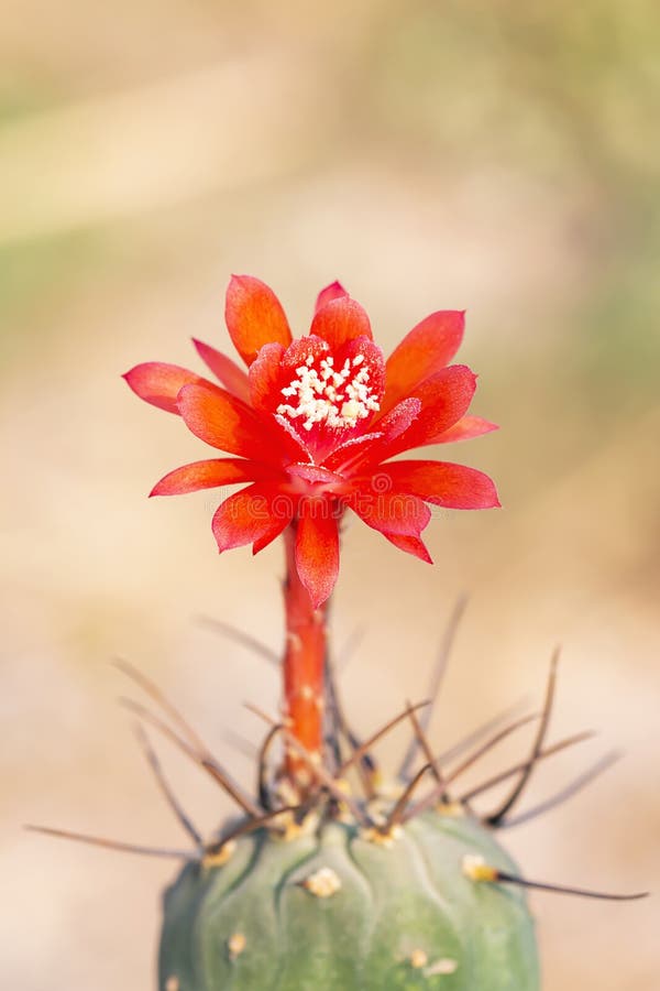 Cactus Flower Orange, Beautiful Green Tree with Pointed Thorns Stock ...