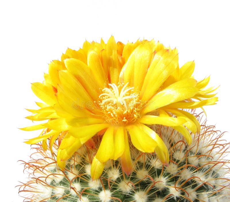 Cactus Flower Parodia Mutabilis Stock Photo - Image of parodia, flora ...