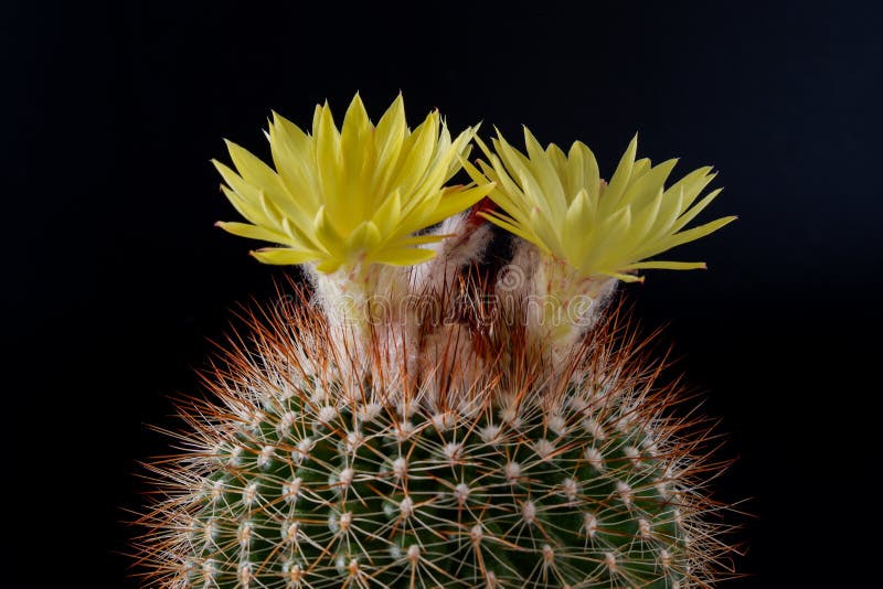Cactus Flower Plant on Back Background Stock Image - Image of beauty ...
