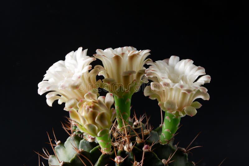 Cactus Flower Plant on Back Background Stock Photo - Image of spring ...