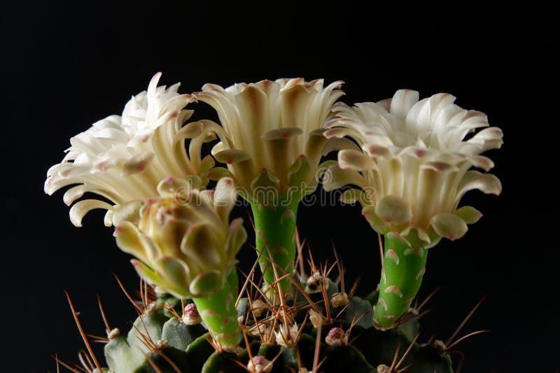 Cactus Flower Plant on Back Background Stock Photo - Image of leaf ...