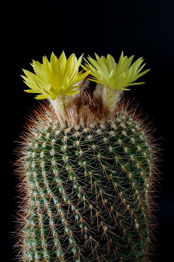 Cactus Flower Plant on Back Background Stock Image - Image of yellow ...