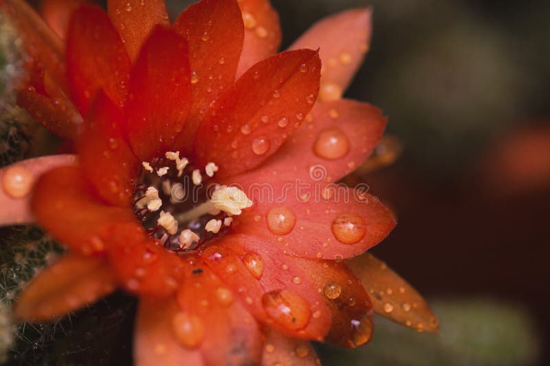 Cactus Flower after the Rain Stock Photo - Image of spring, bright ...