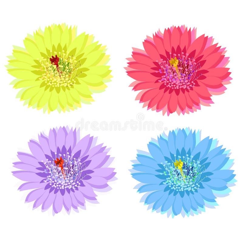 Cactus Flower a Set of. Vector Illustration Stock Vector - Illustration ...