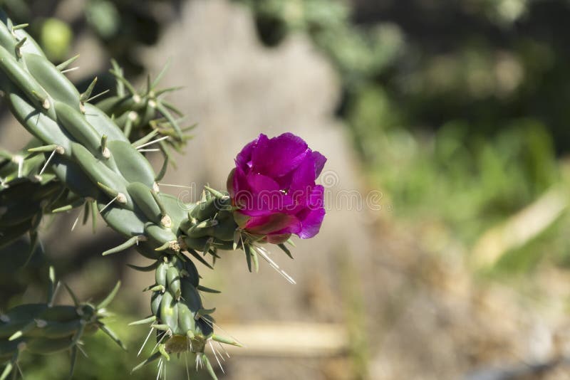 Cactus flower in summer. stock photo. Image of barbed - 125235204