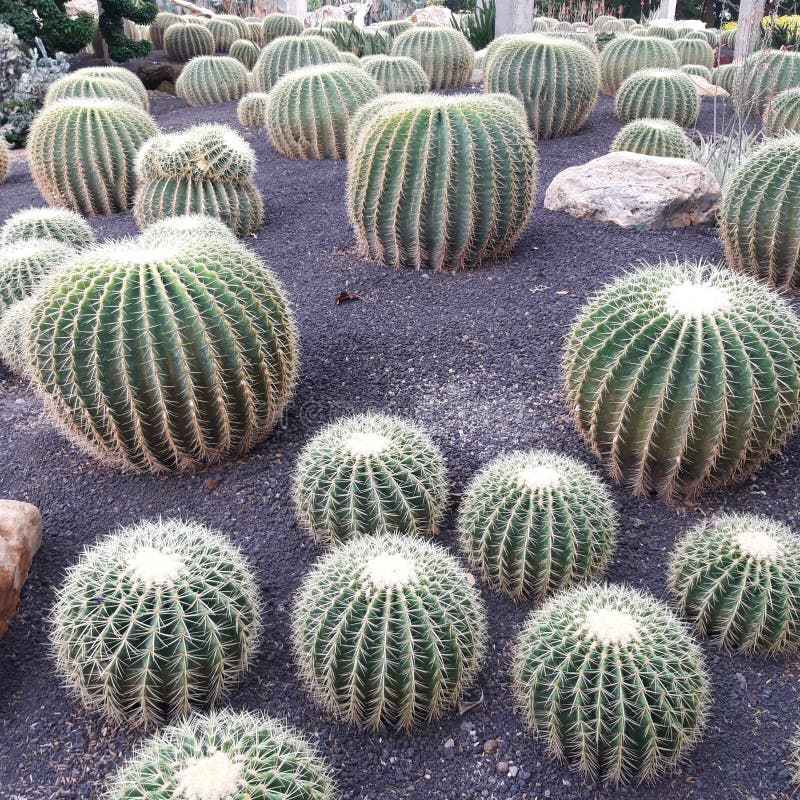 Tanjam Stock Photos - Free & Royalty-Free Stock Photos from Dreamstime