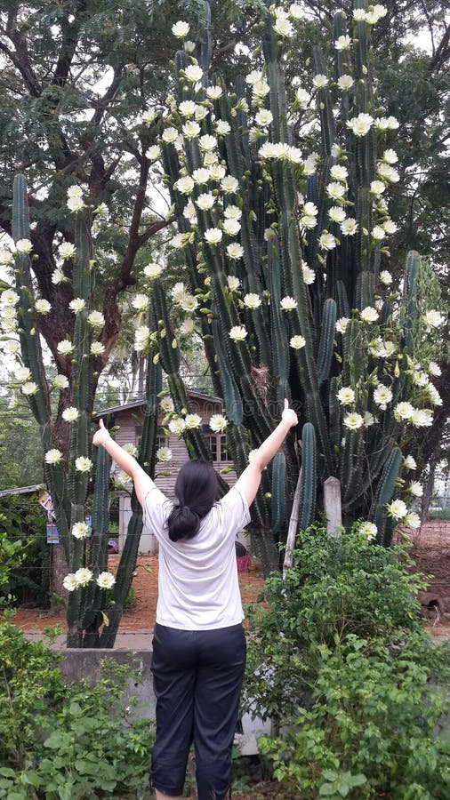 Cactus Flower editorial photo. Image of flower, home - 123351146