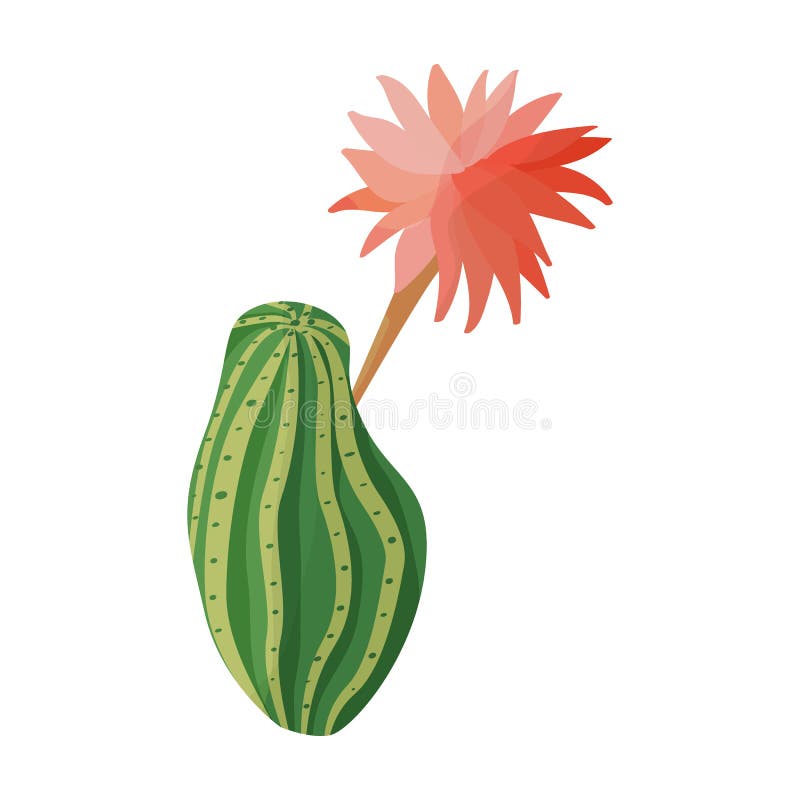 Cactus of Flower Vector Icon.Cartoon Vector Icon Isolated on White ...
