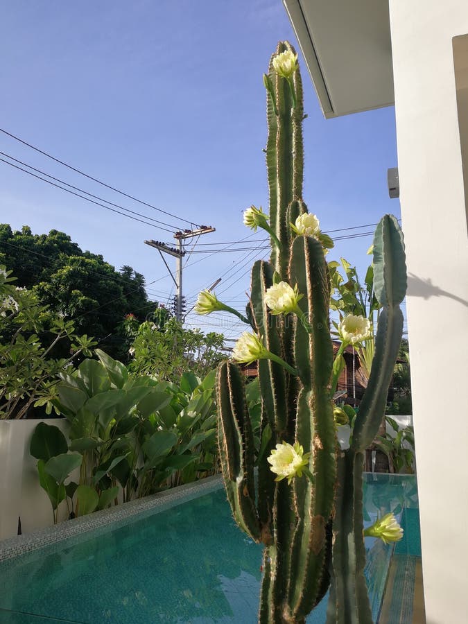 Cactus Flowering. Yellow Flower. Thai Flowers. Thai Cactus. on a Green ...