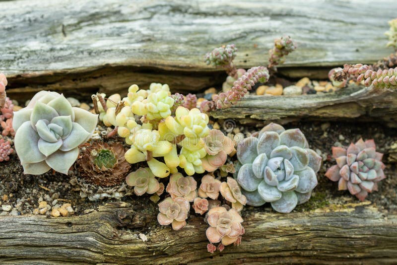 Cactus in a tree trunk stock image. Image of grain, flowering - 194675121