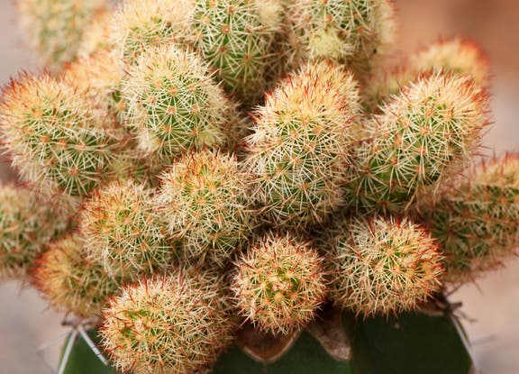 Cactus flowers stock photo. Image of spike, cactus, hurt - 16486624