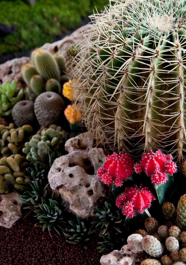 Cactus flowers . stock photo. Image of pure, plant, shape - 22706472