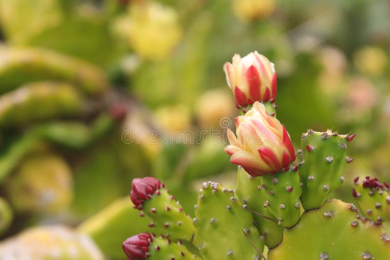 Old Door-knocker with Keyhole Stock Photo - Image of dirty, crackled ...