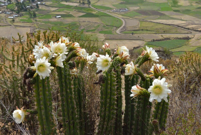 Cactus Peruvian Andes At Arequipa Peru Stock Photo - Image of nature ...