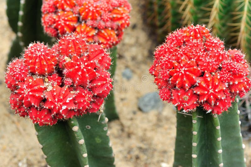 Cactus flowers stock photo. Image of bloom, color, plant - 30662630