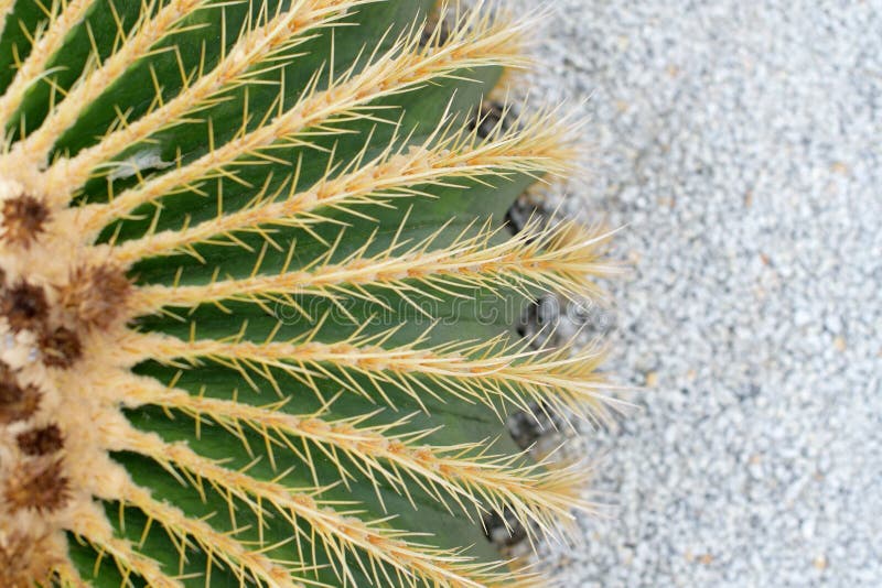 Cactus flowers and thorns stock photo. Image of thorn - 333811834