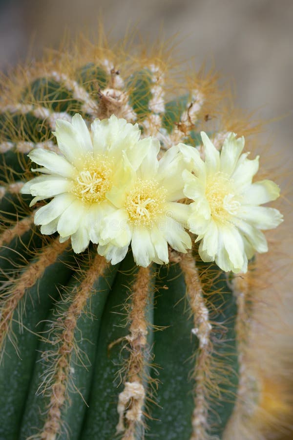 Cactus flowers and thorns stock photo. Image of floral - 333811854
