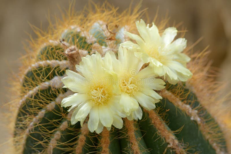 Cactus flowers and thorns stock image. Image of kinds - 333811861