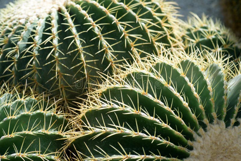 Cactus flowers and thorns stock image. Image of thorns - 333811867