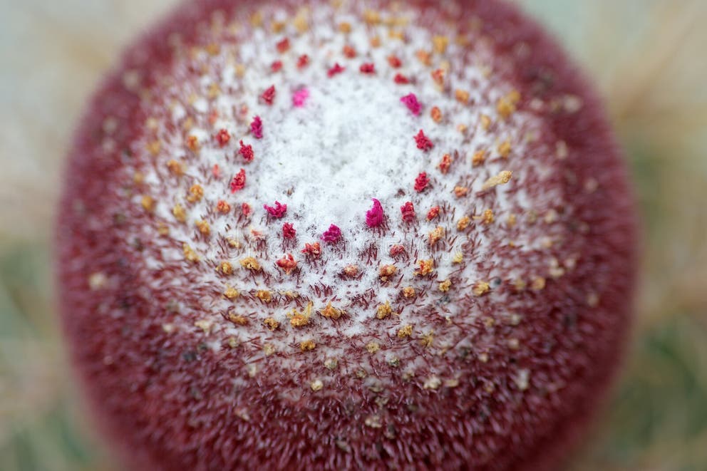 Cactus flowers and thorns stock photo. Image of attraction - 333811882