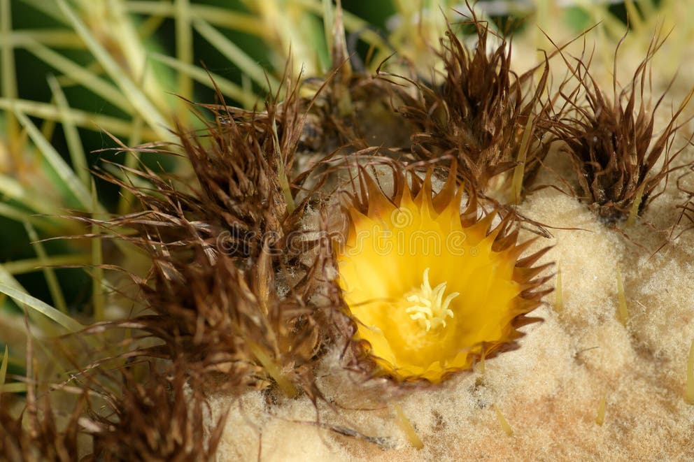 Cactus flowers and thorns stock image. Image of flower - 333811885