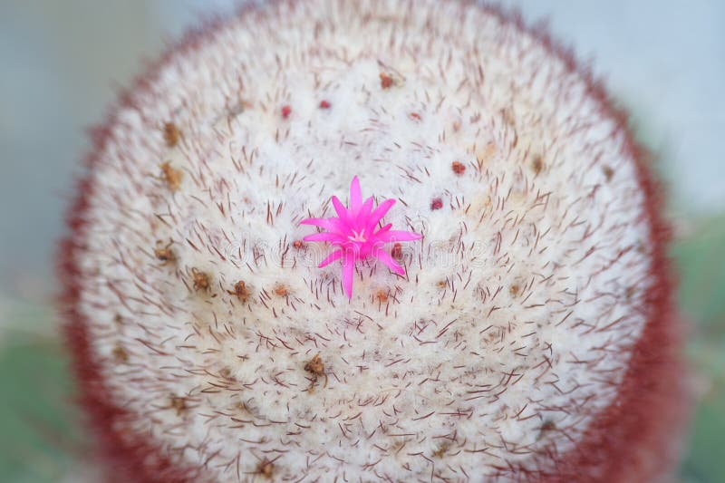 Cactus flowers and thorns stock image. Image of botany - 333811887