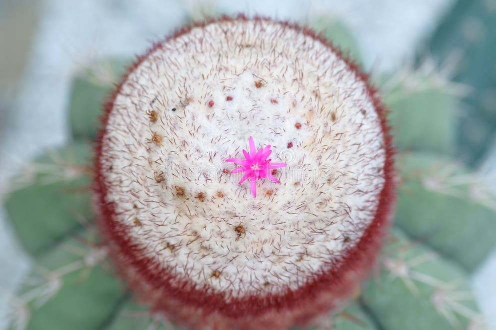 Cactus flowers and thorns stock photo. Image of plant - 333811896