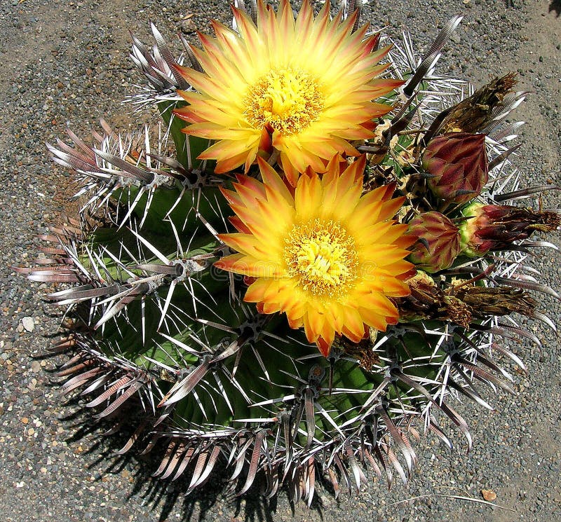 Cactus flowers. stock image. Image of detail, spring - 51649117