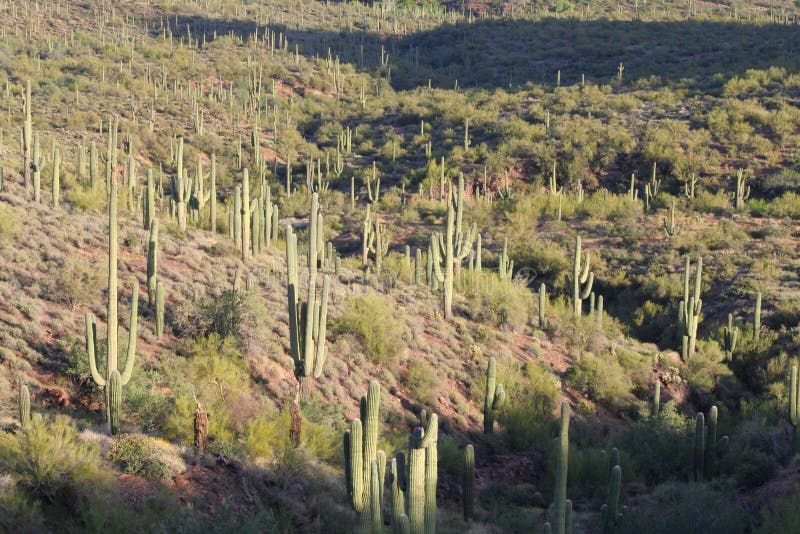 Cactus Forest stock image. Image of adversity, rough - 25917275
