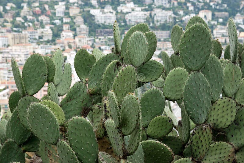 Cactus stock image. Image of city, cote, france, green - 39068215