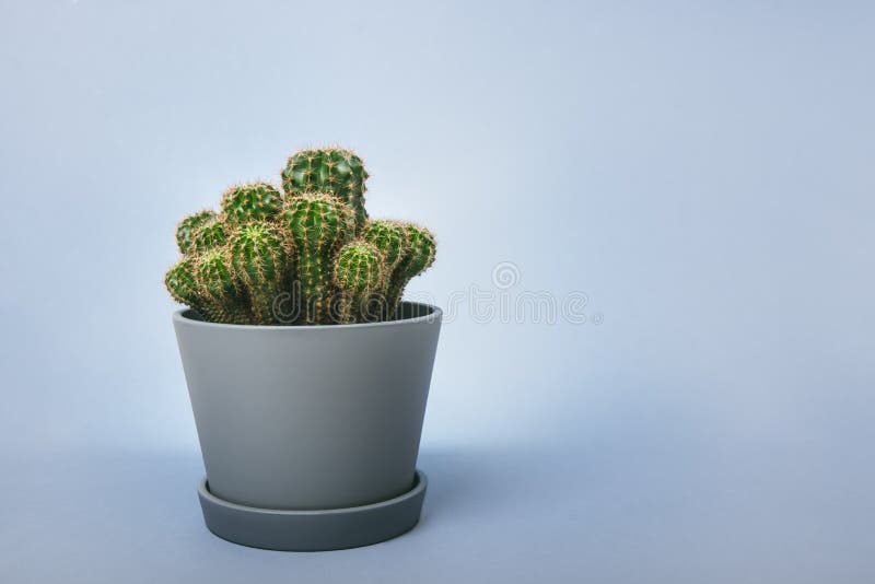 Cactus Front View in Grey Ceramic Pot on the Light Gray Background ...