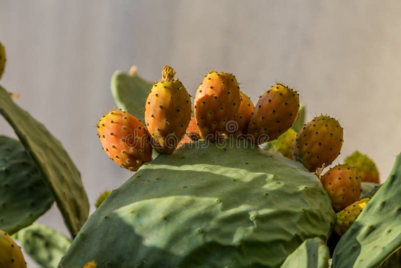 Cactus fruits stock photo. Image of ripe, nature, object - 61819290