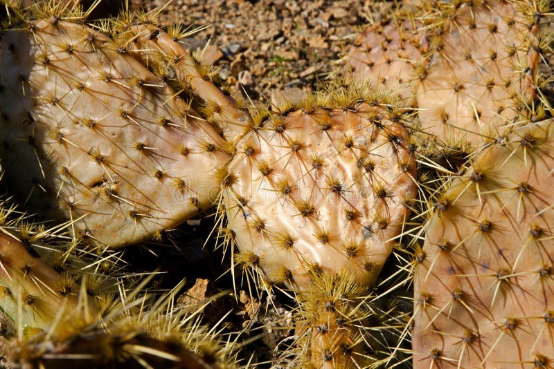 Cactus fruits stock image. Image of background, pear - 90382139