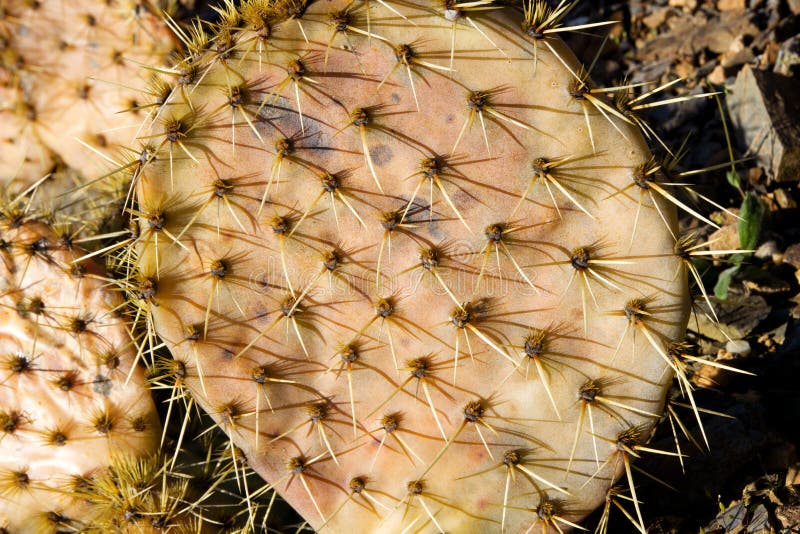 Cactus fruits stock image. Image of flat, nature, indian - 90382159