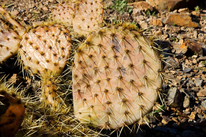 Cactus fruits stock image. Image of pear, botany, healthy - 90382169