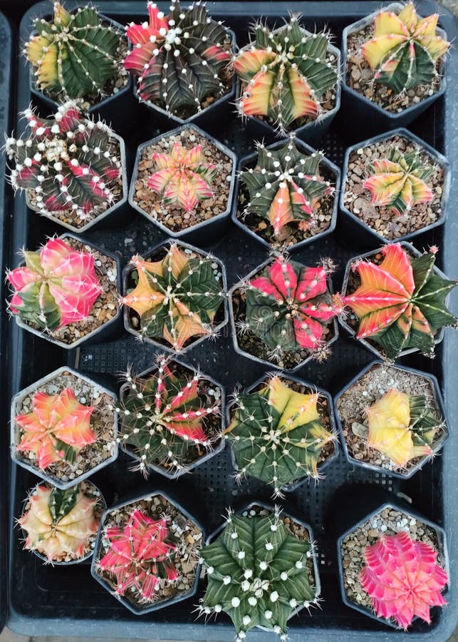 Cactus full color plants stock image. Image of plants - 227507611