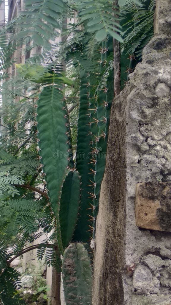 Cactus for the future stock image. Image of future, plant - 262851571