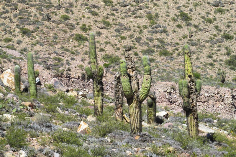 Cactus Géant En Amérique Du Sud Photo stock - Image du herbal, normal ...