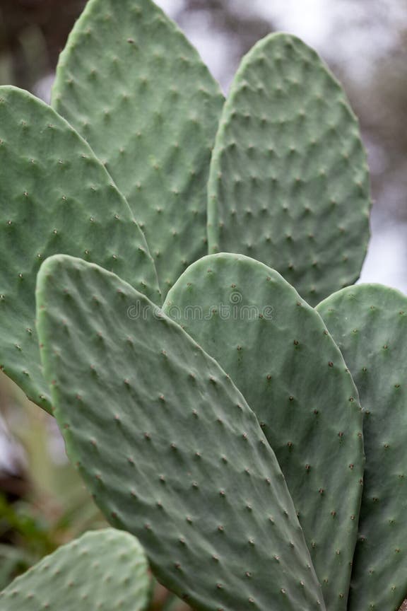 Cactus in the Garden stock photo. Image of majorca, detail - 38537936