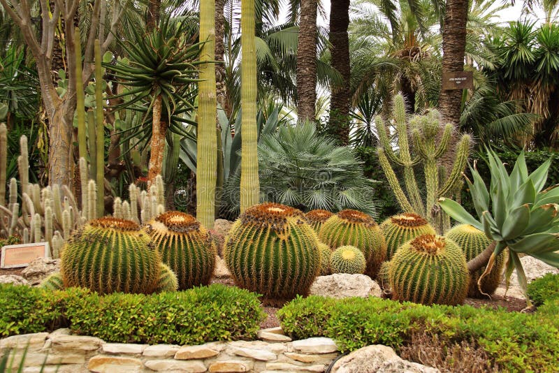 Garden of Big Cactus Plants Stock Image - Image of cactus, botany ...