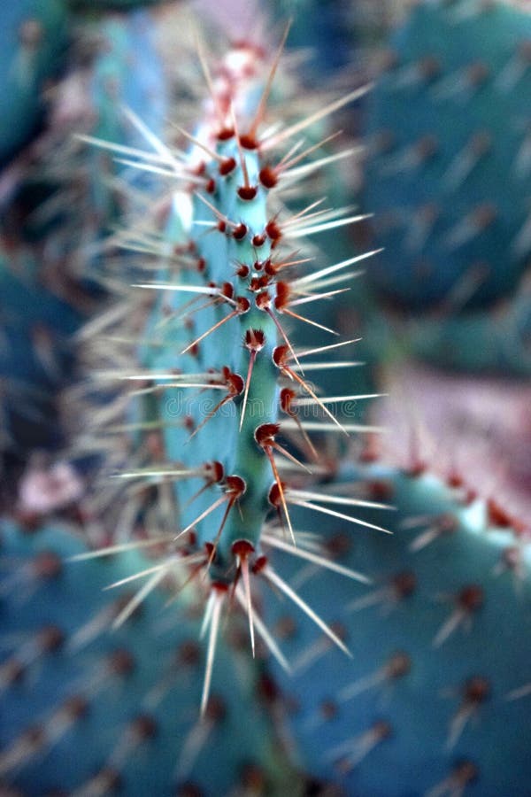 Cactus stock image. Image of large, spines, garden, giant - 131123213