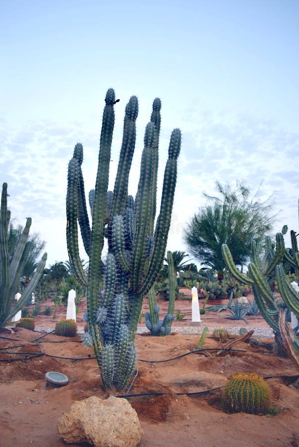Cactus stock image. Image of cacti, garden, giant, cactus - 131123253